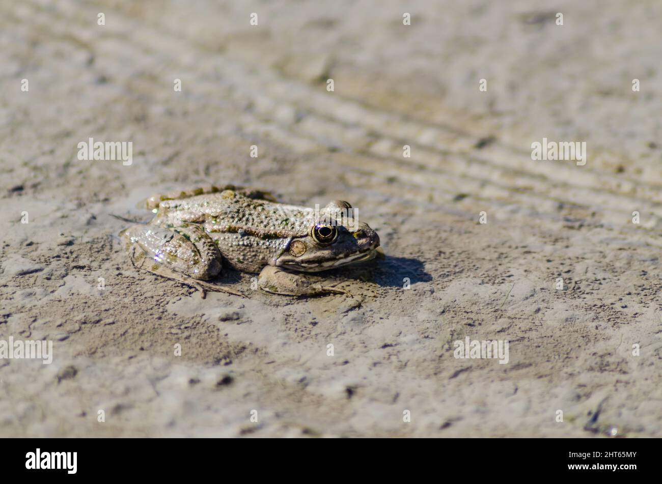 River frog on the sandy banks of the Danube Stock Photo - Alamy