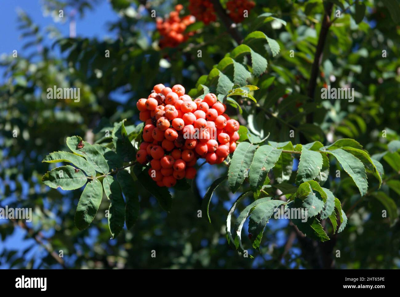 ashberry at dry sunny day Stock Photo - Alamy