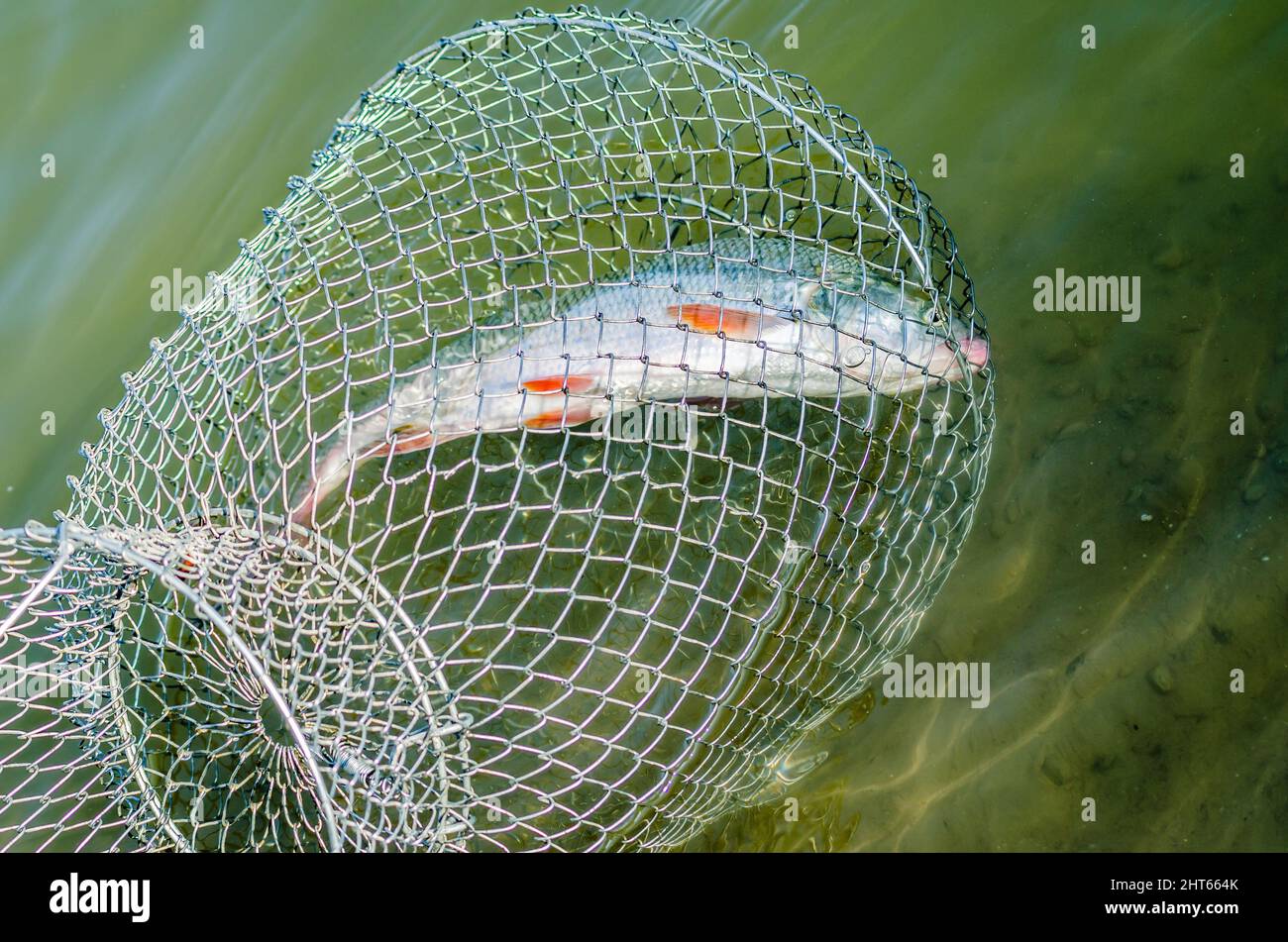 Caught river fish in braided wire rope Stock Photo - Alamy