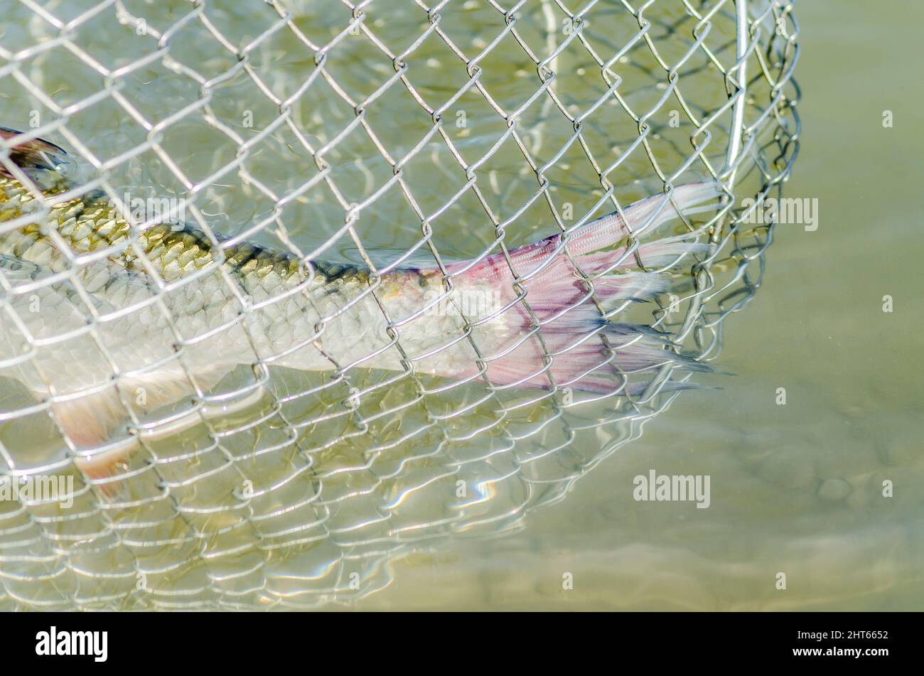 Caught river fish in braided wire rope Stock Photo - Alamy
