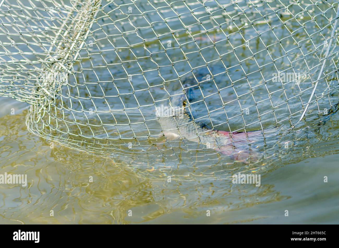 Caught river fish in braided wire rope Stock Photo - Alamy