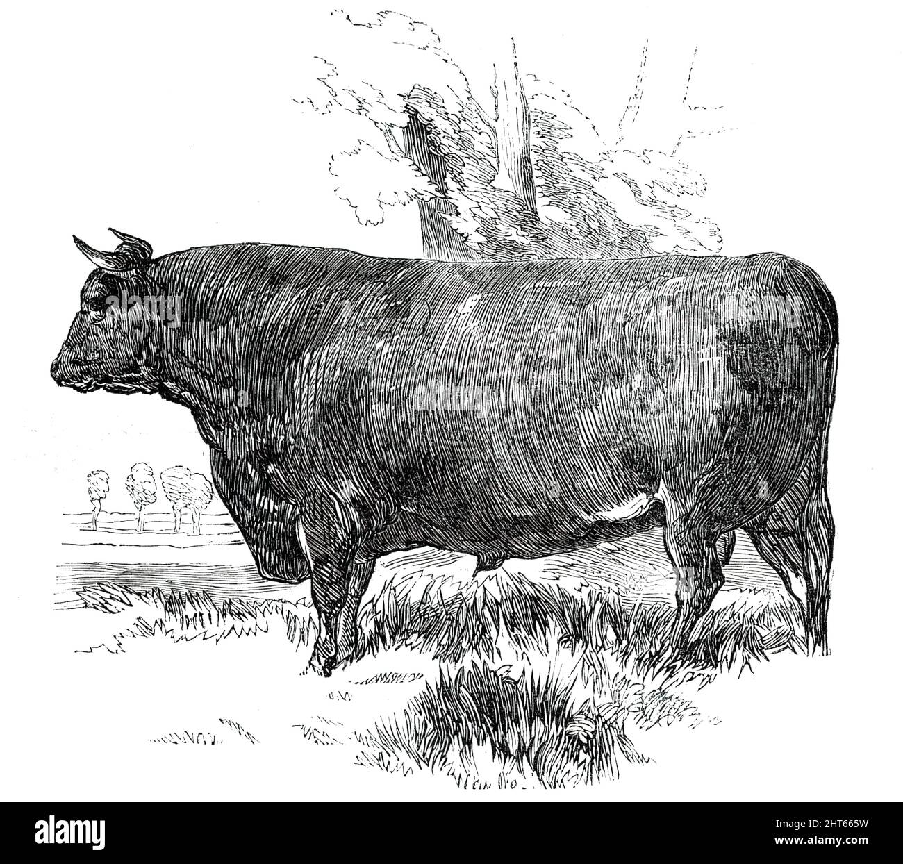 Prize Cattle at the Royal Agricultural Society's Show, at Exeter ...