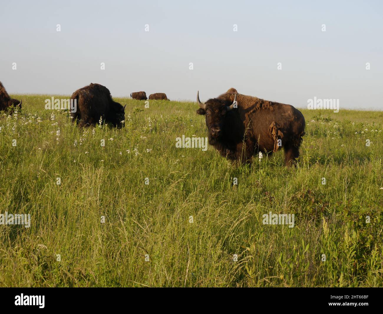American bison grass hi-res stock photography and images - Alamy
