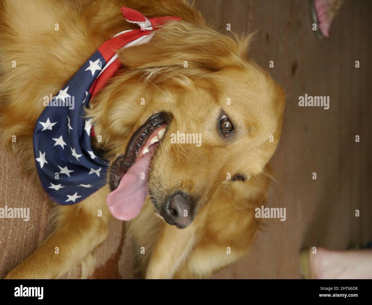 Close-up shot of a Golden Retriever dog with an American flag bandana ...