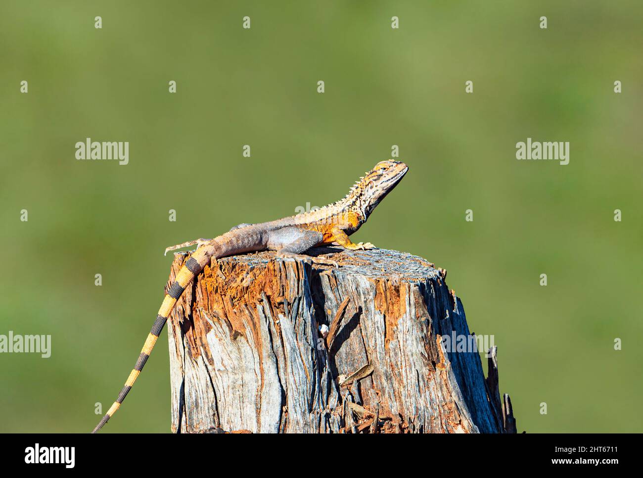 Crested Dragon (Ctenophorus cristatus) is a Bicycle Dragon, standing on ...