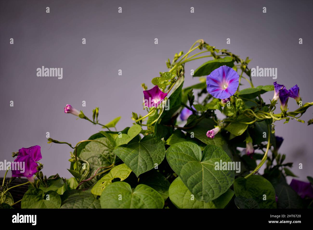 The Ipomoea purpurea (Common Morning Glory) in the garden Stock Photo ...