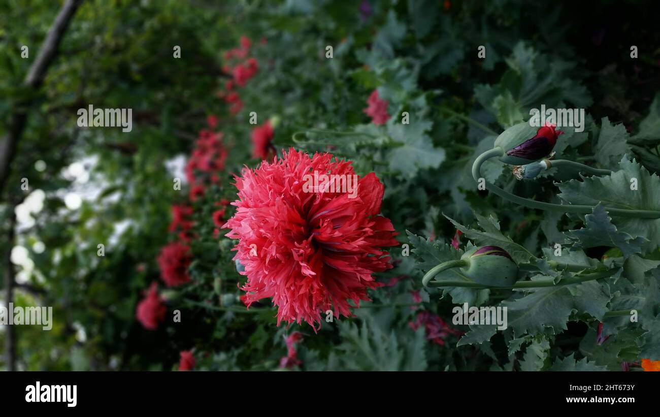 Vertical closeup of the red opium poppies in the garden. Papaver ...