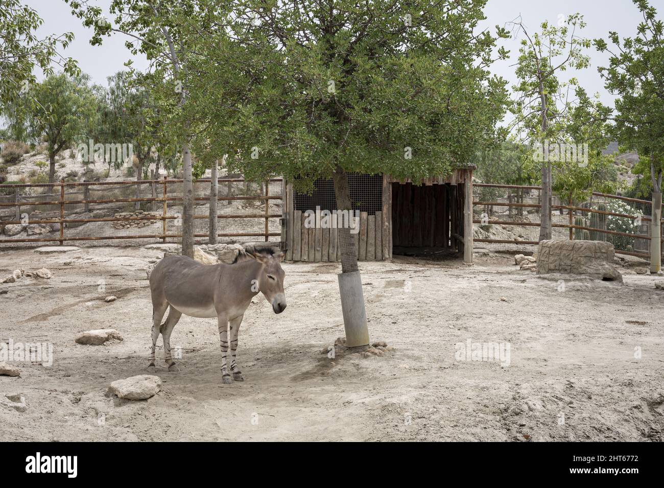 Donkey in a rural farm Stock Photo - Alamy