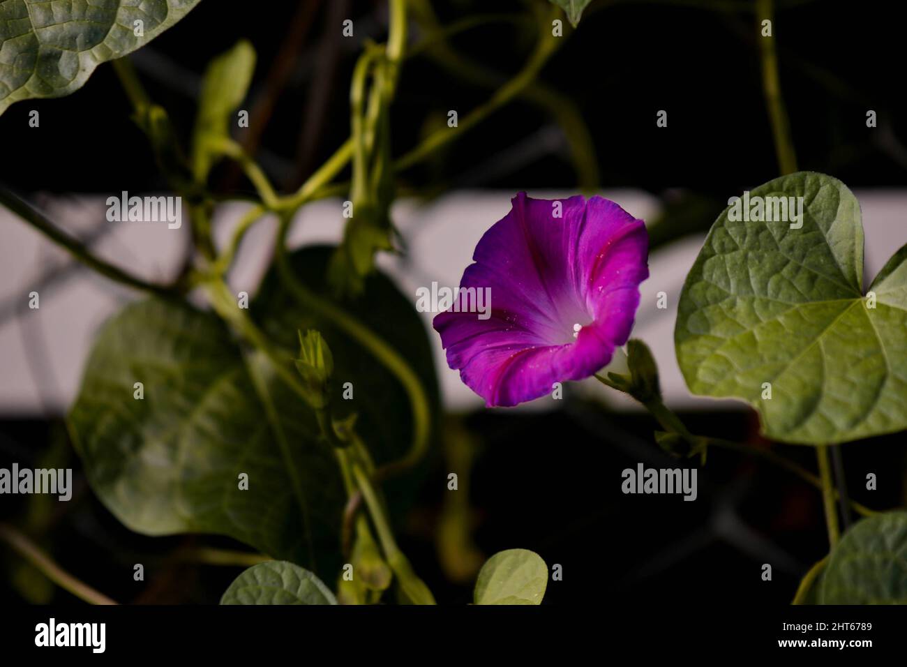 Ipomoea purpurea (Common Morning Glory) in the garden Stock Photo - Alamy