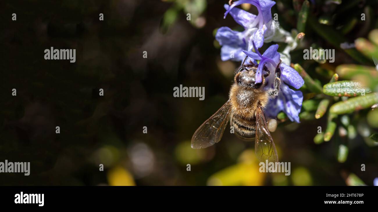 Honey bee on rosemary flower. Rosmarinus officinalis pollination ...