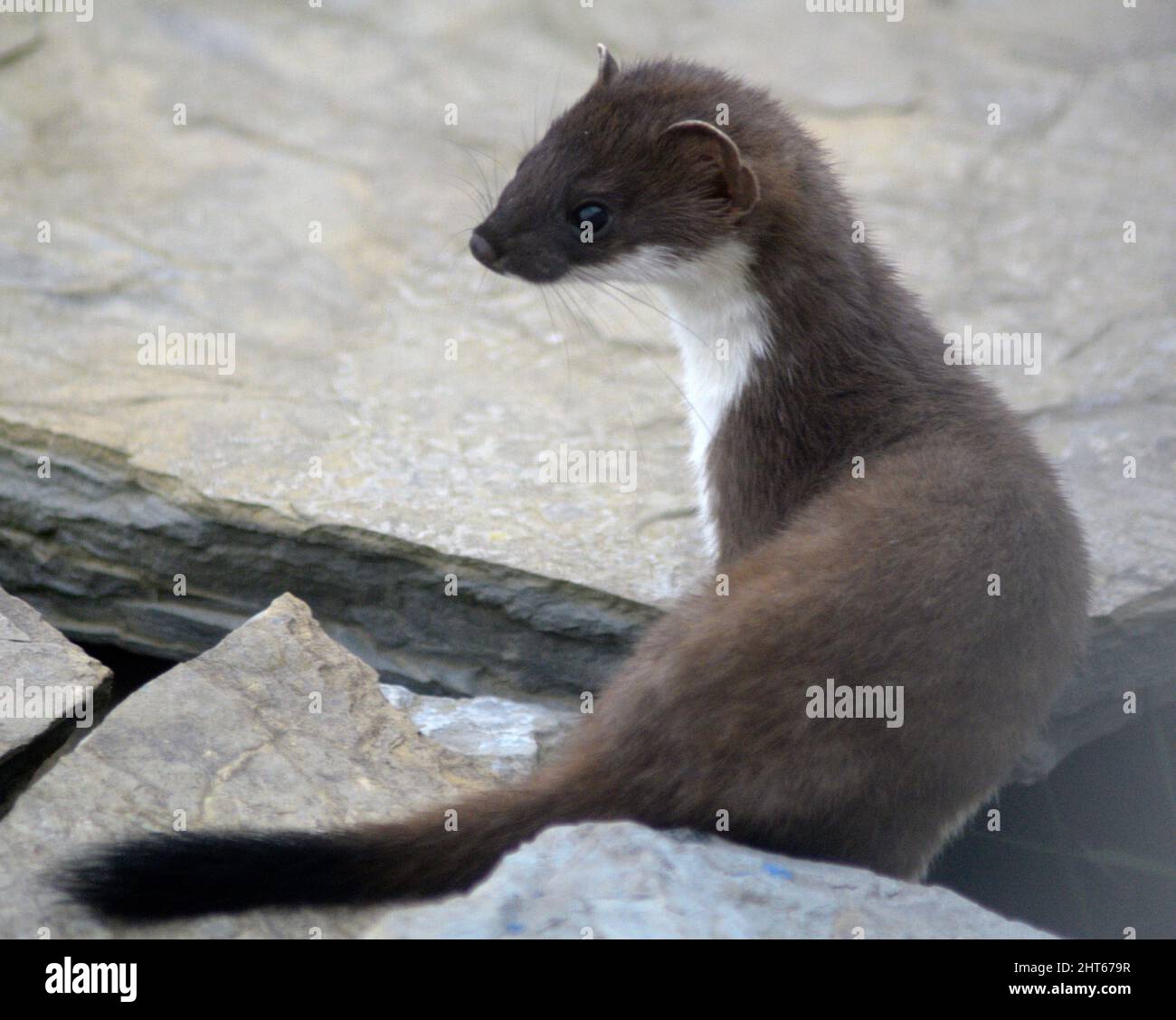 Peedie hi-res stock photography and images - Alamy