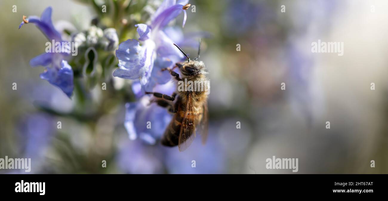 Honey bee on rosemary flower. Rosmarinus officinalis pollination ...