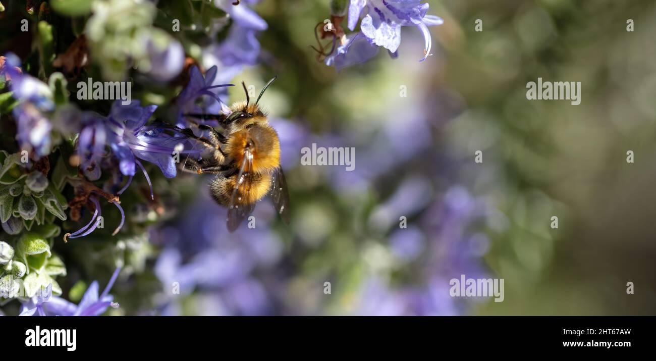 Honey bee on rosemary flower. Rosmarinus officinalis pollination ...