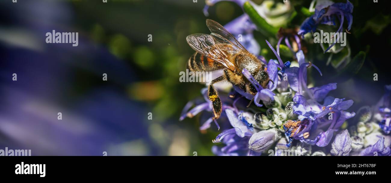Honey bee on rosemary flower. Rosmarinus officinalis pollination ...
