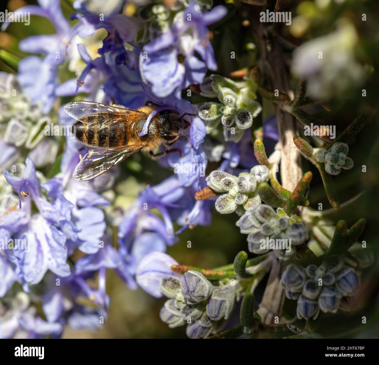 Rosemary flower hi-res stock photography and images - Alamy