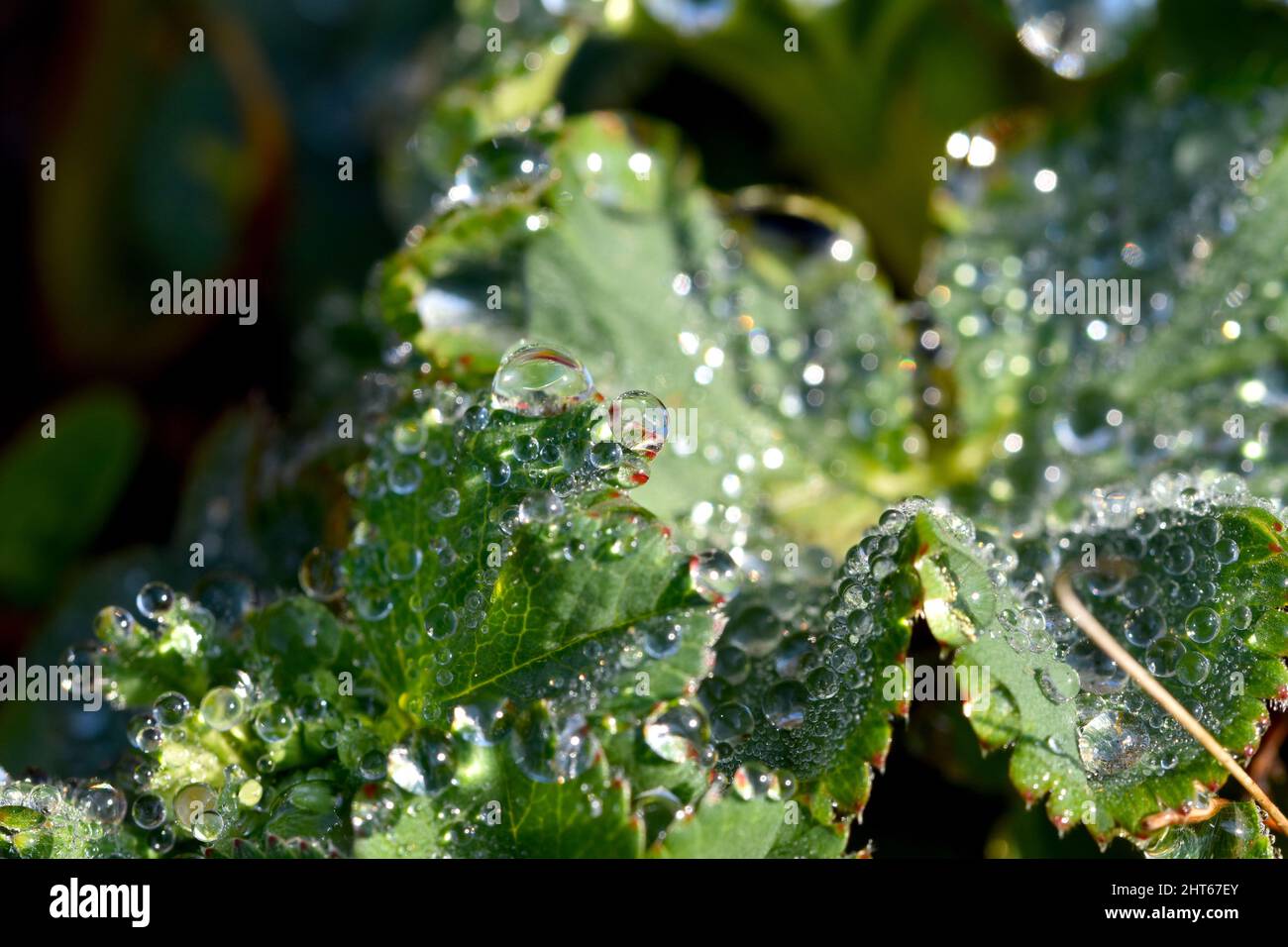 Morning dewdrops on the green leaves of a plant Stock Photo - Alamy