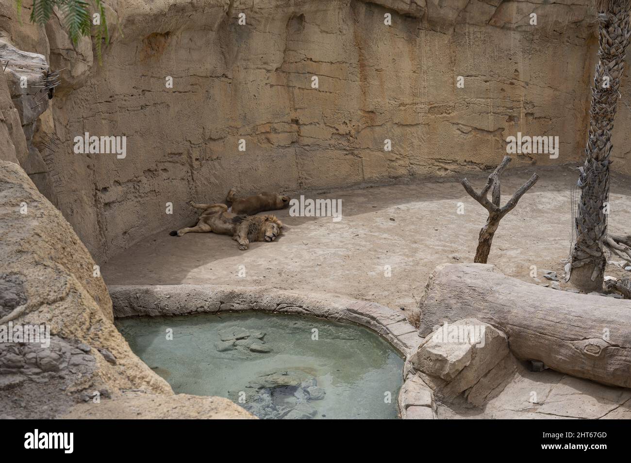 Scenery of sleeping lions in a zoo Stock Photo - Alamy