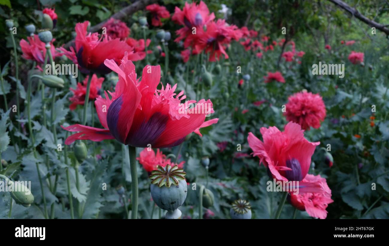 Closeup of the red opium poppies in the garden. Papaver somniferum ...