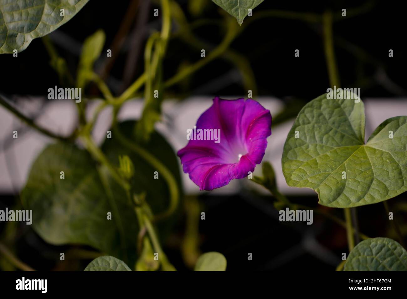 Ipomoea purpurea (Common Morning Glory) in the garden Stock Photo - Alamy