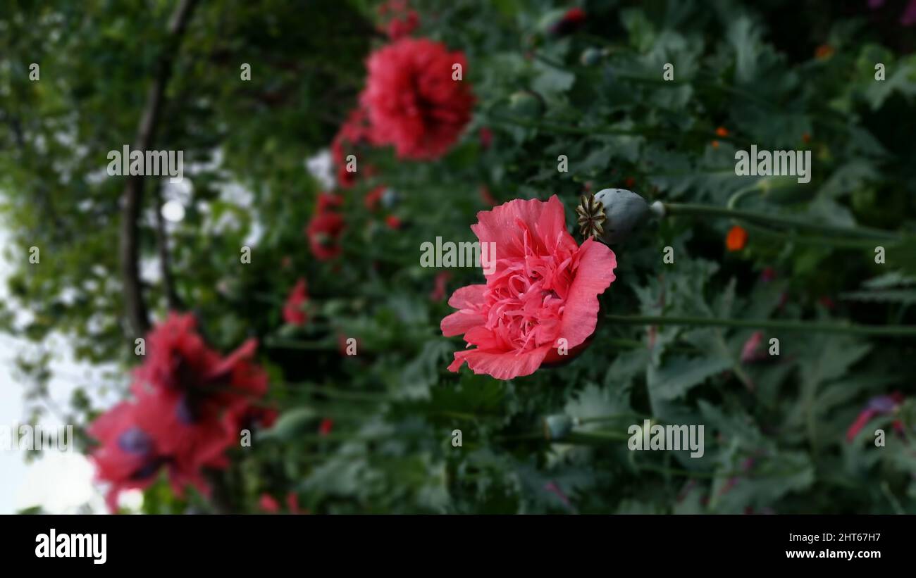 Vertical closeup of the red opium poppies in the garden. Papaver ...