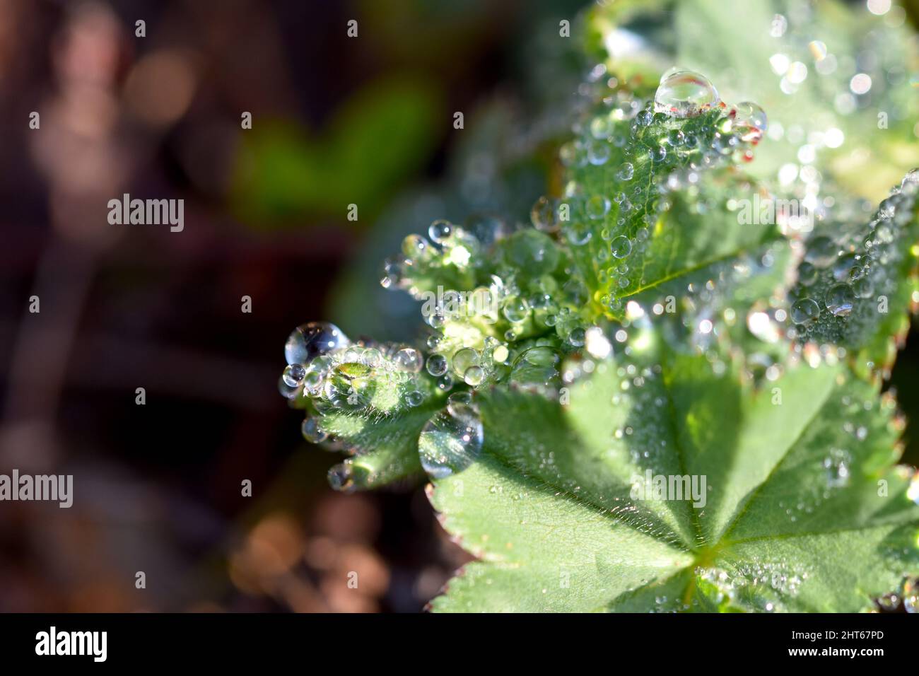 Morning dewdrops on the green leaves of a plant Stock Photo - Alamy