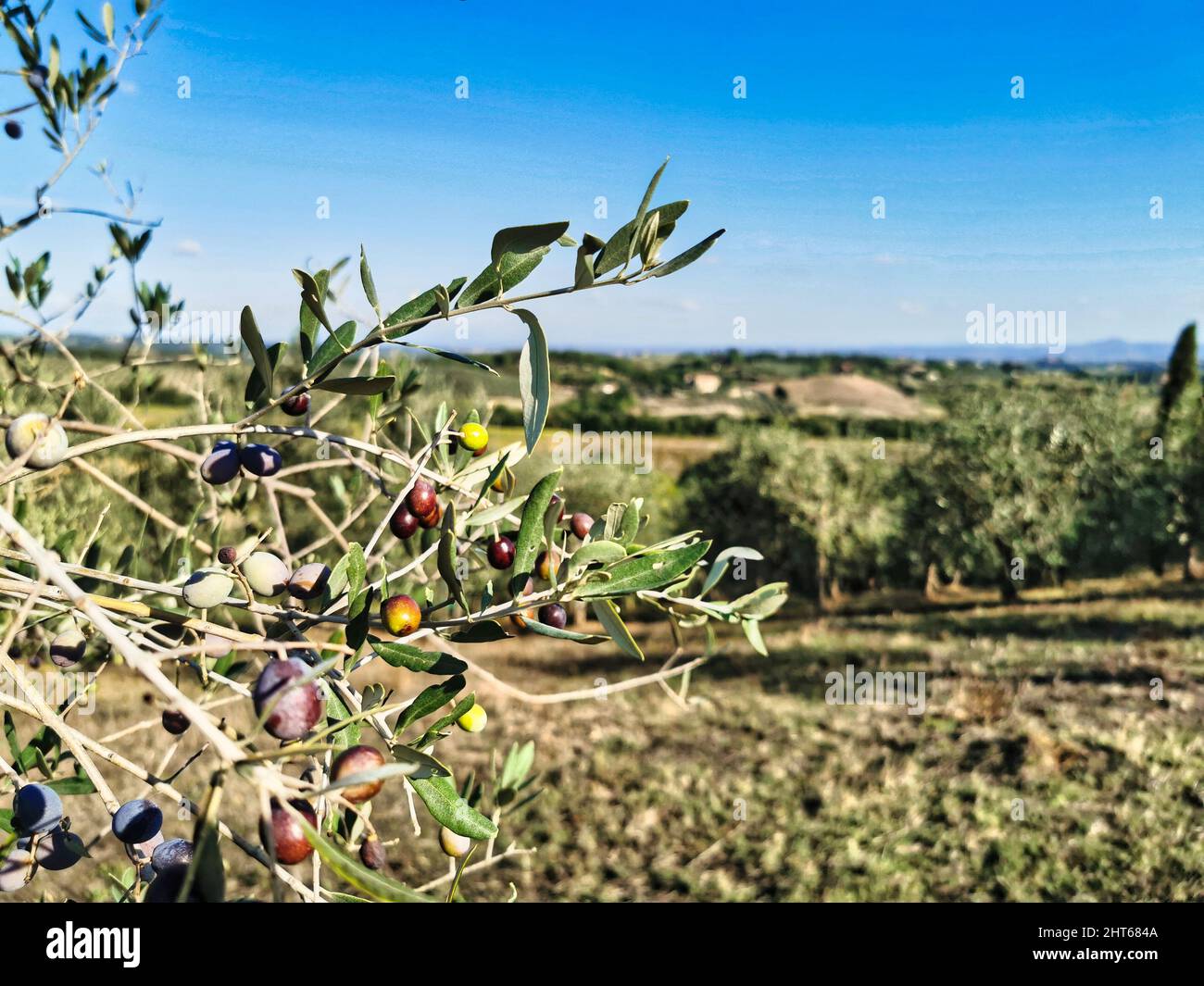 African olive growing in the sun Stock Photo - Alamy