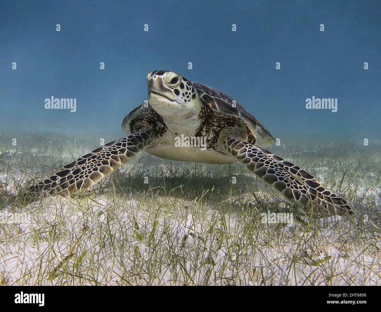 Closeup shot of a sea turtle taken head-on touching the bottom of the ...