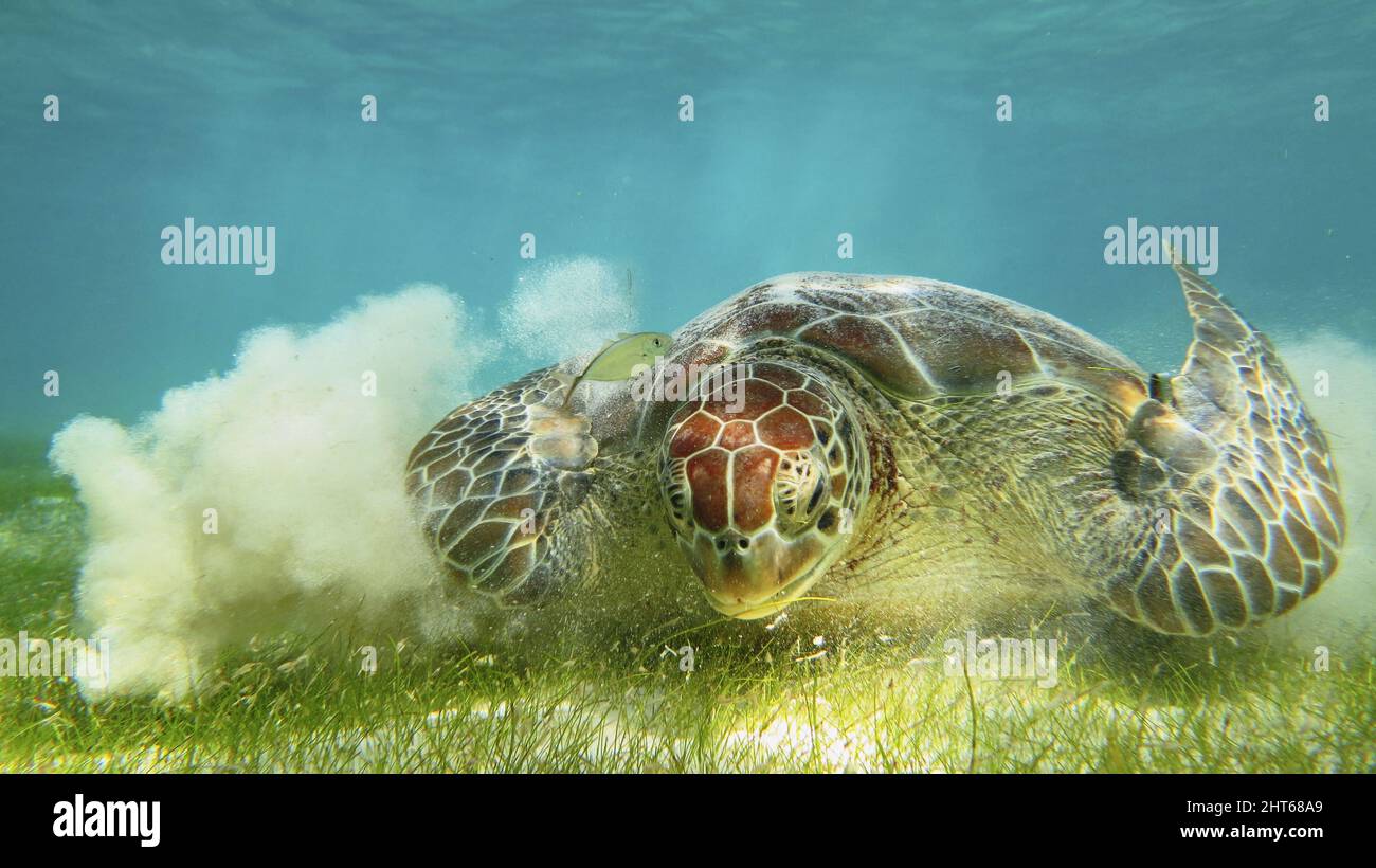 Closeup shot of a sea turtle at the bottom of the sea touching the ...