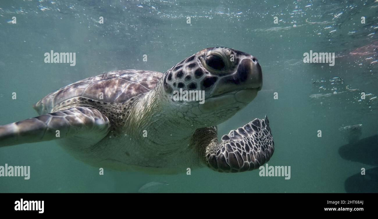 Bottom of turtle shell hi-res stock photography and images - Alamy
