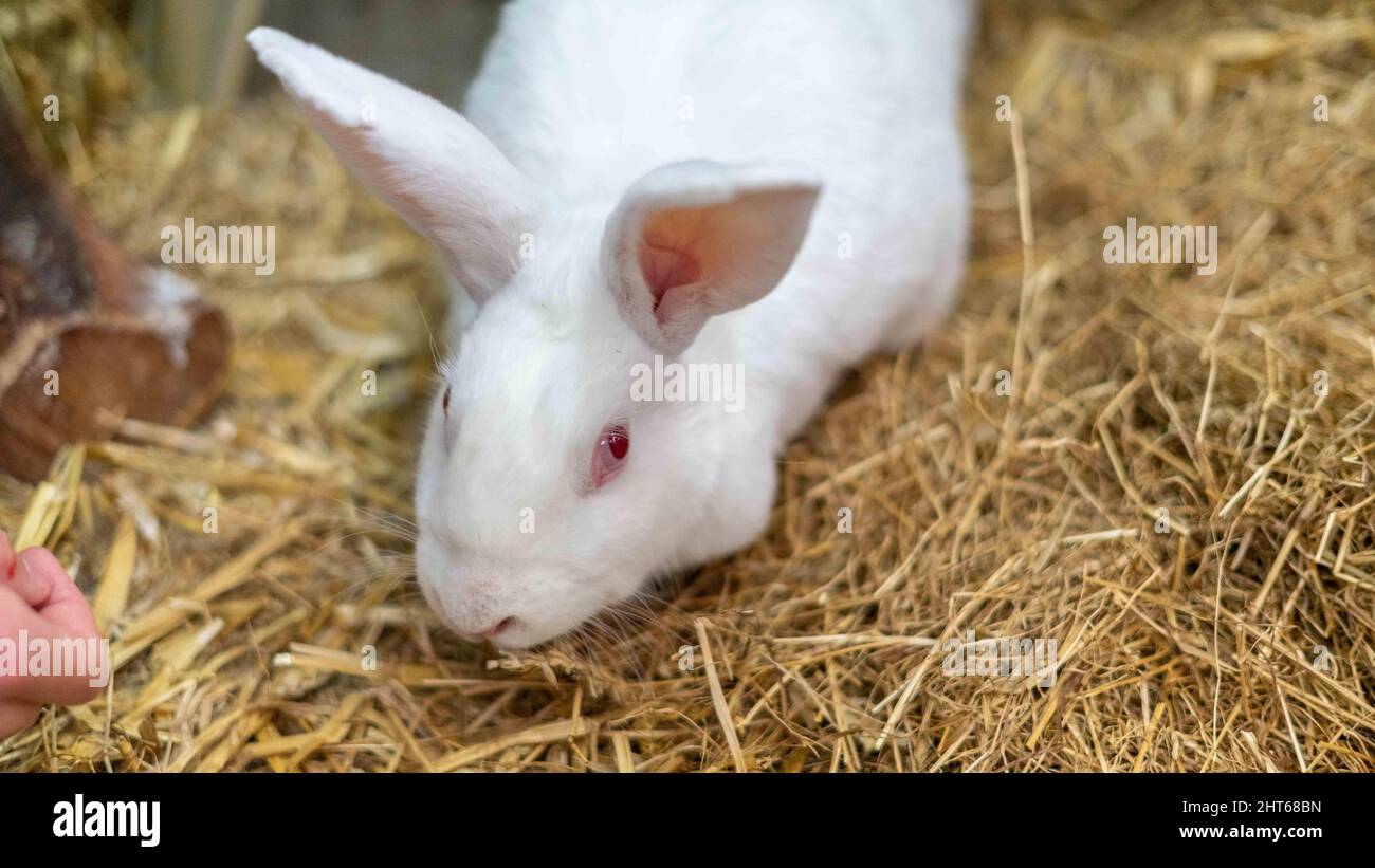 Closeup shot of the white rabbit with red eyes on the hay Stock Photo ...