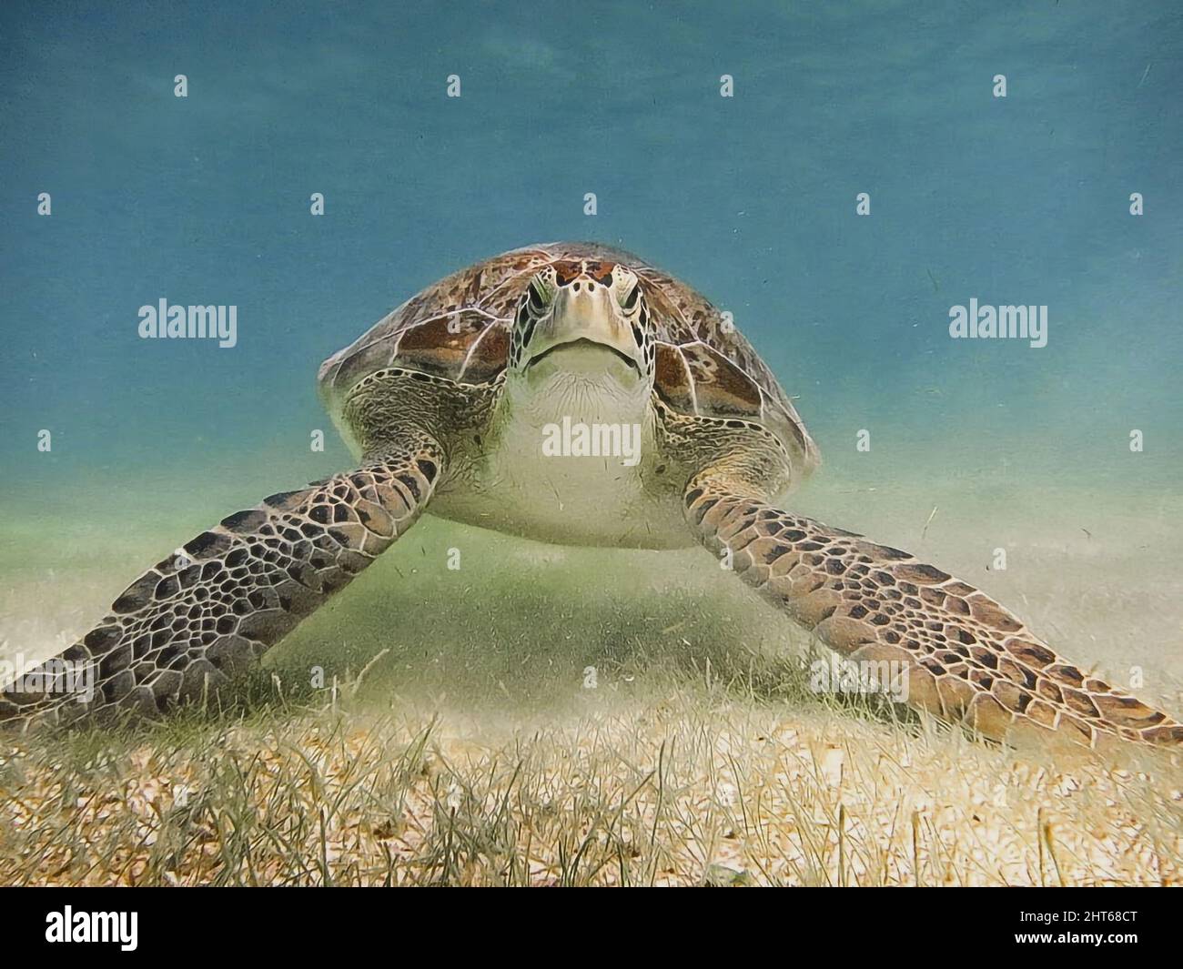 Closeup shot of a large sea turtle head-on on the bottom of the sea ...
