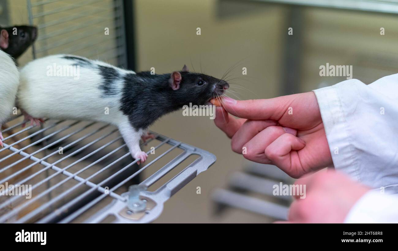 Closeup shot of the hand feeding the rat on the cage Stock Photo - Alamy