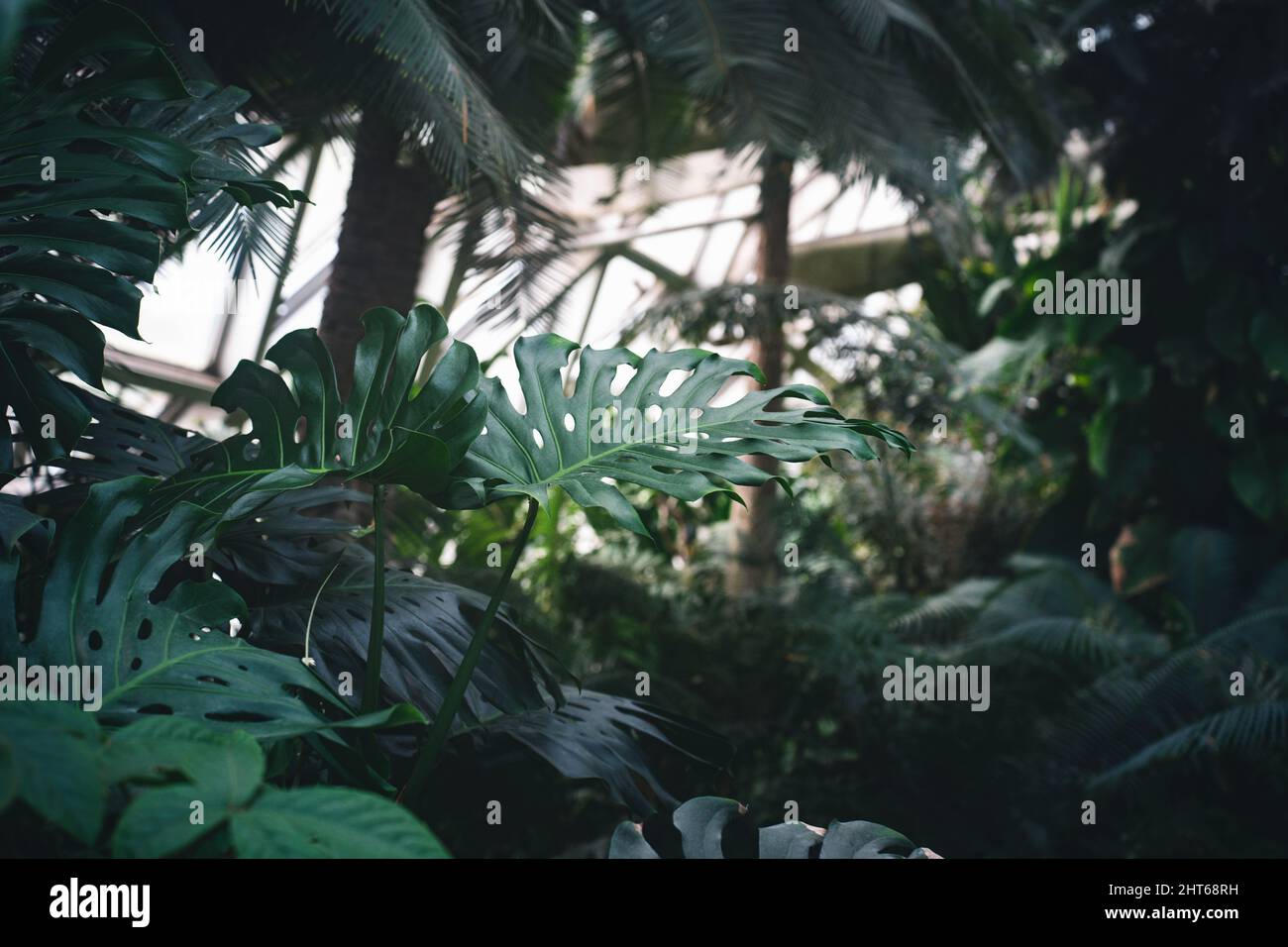 Closeup of beautiful plants growing in a botanical garden Stock Photo ...