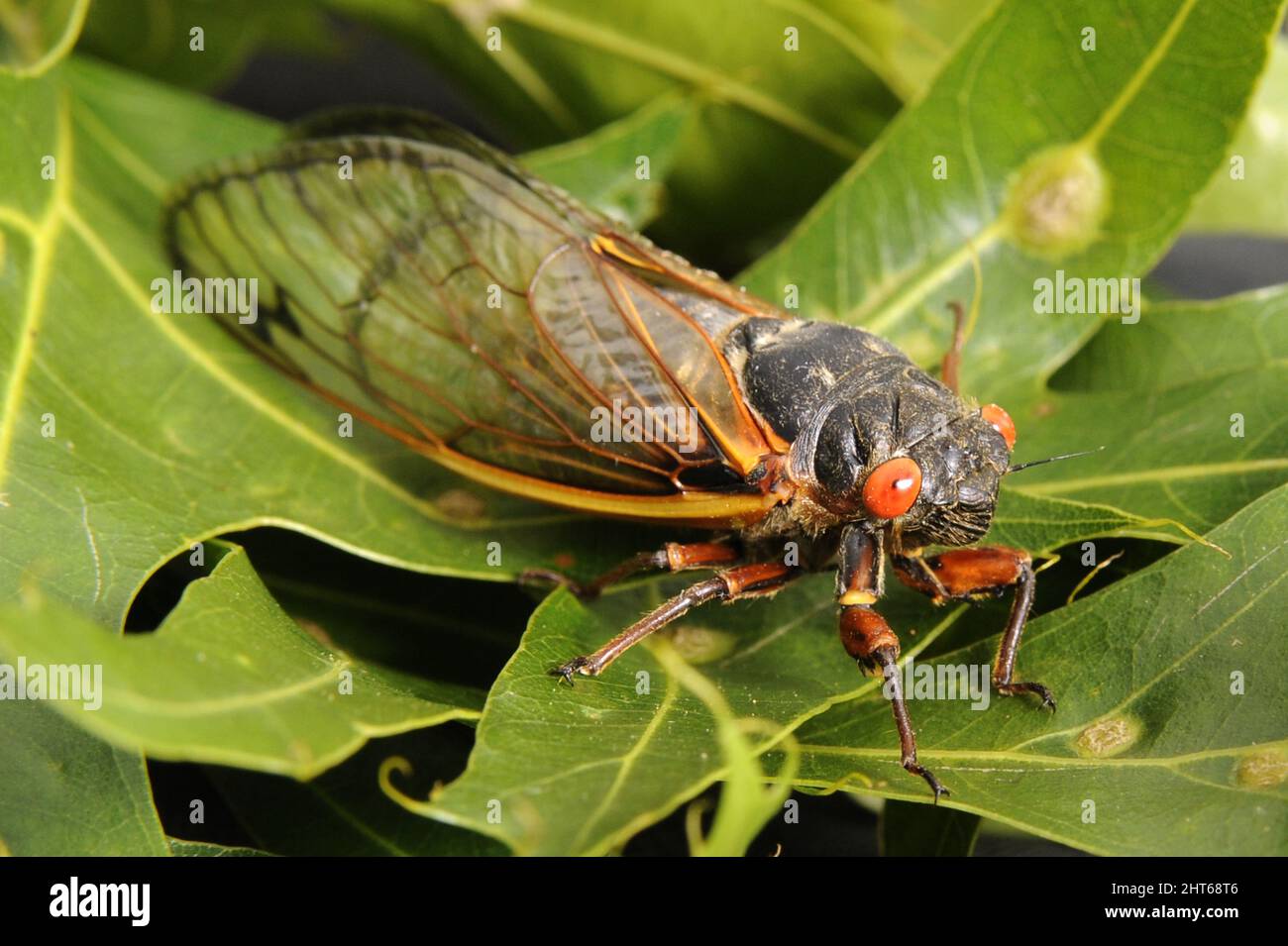 Missouri cicada hi-res stock photography and images - Alamy