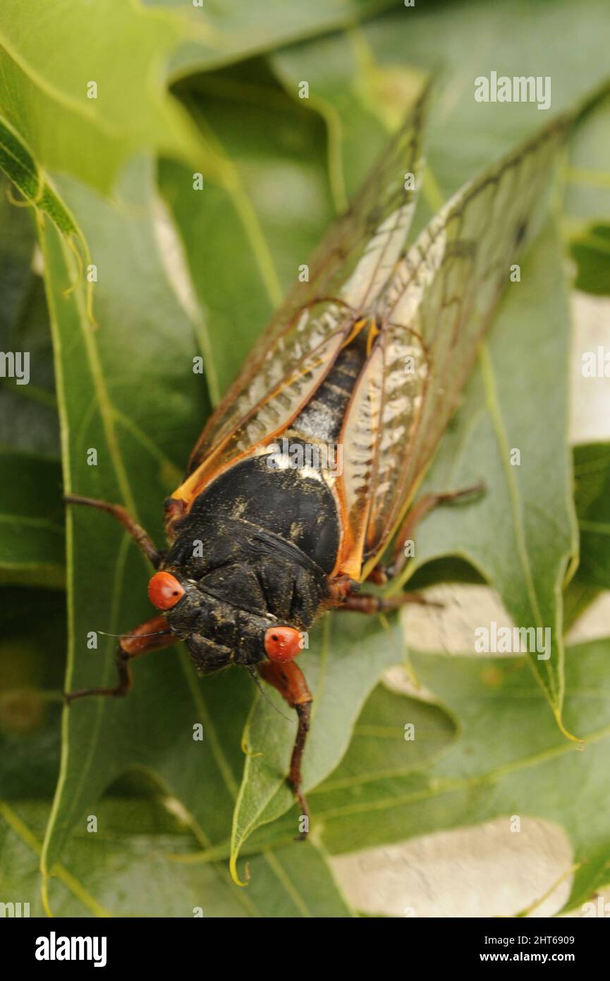 Periodical Cicada on an Oak tree leaf in the summertime in Missouri ...