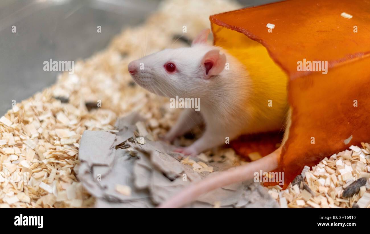 Closeup shot of the white rat with red eyes in the cage with wood ...