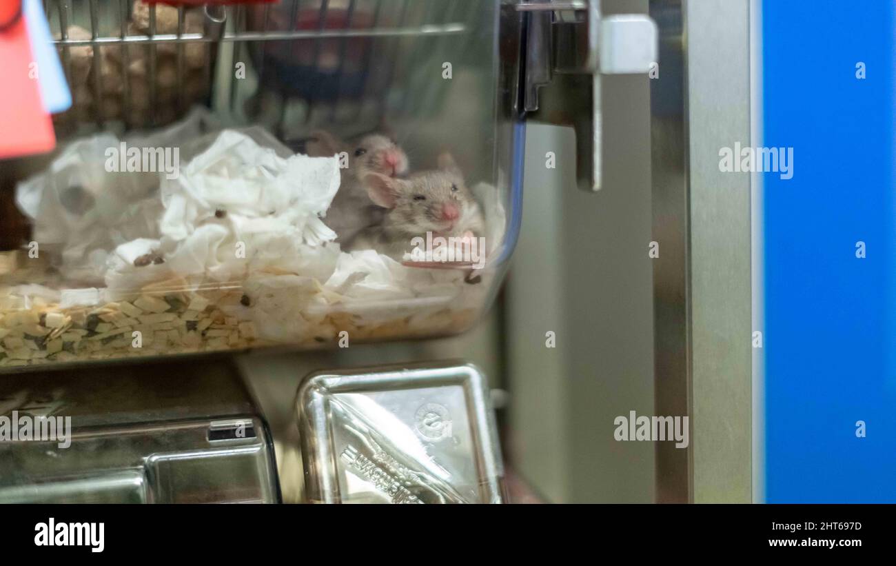 View of the small mice in the glass cage in the wood shavings Stock ...