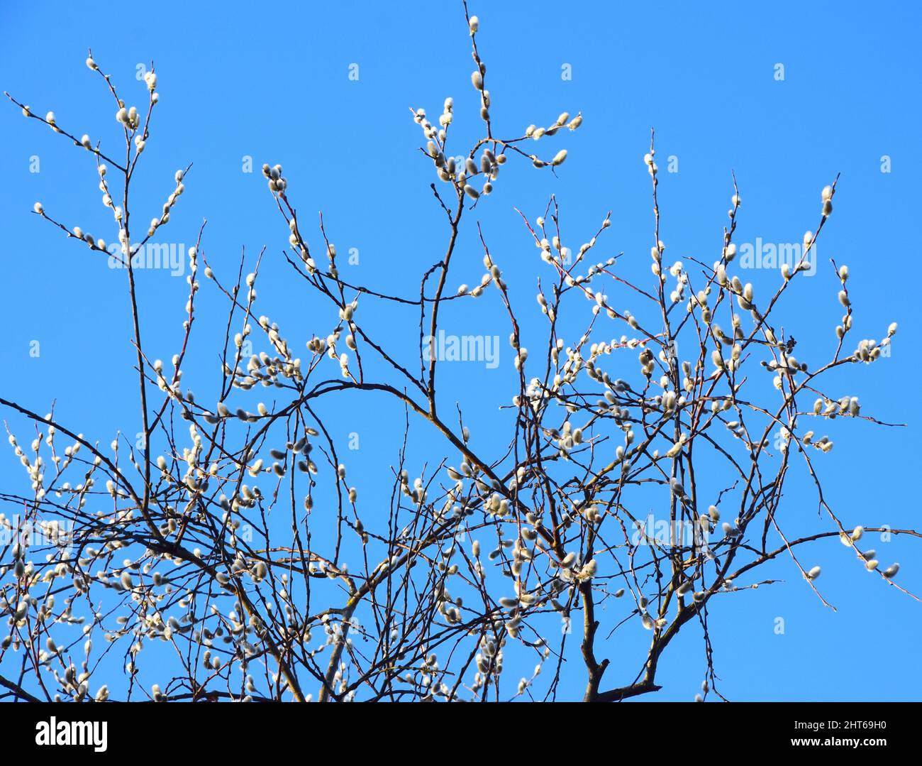 Halberd willow hi-res stock photography and images - Alamy