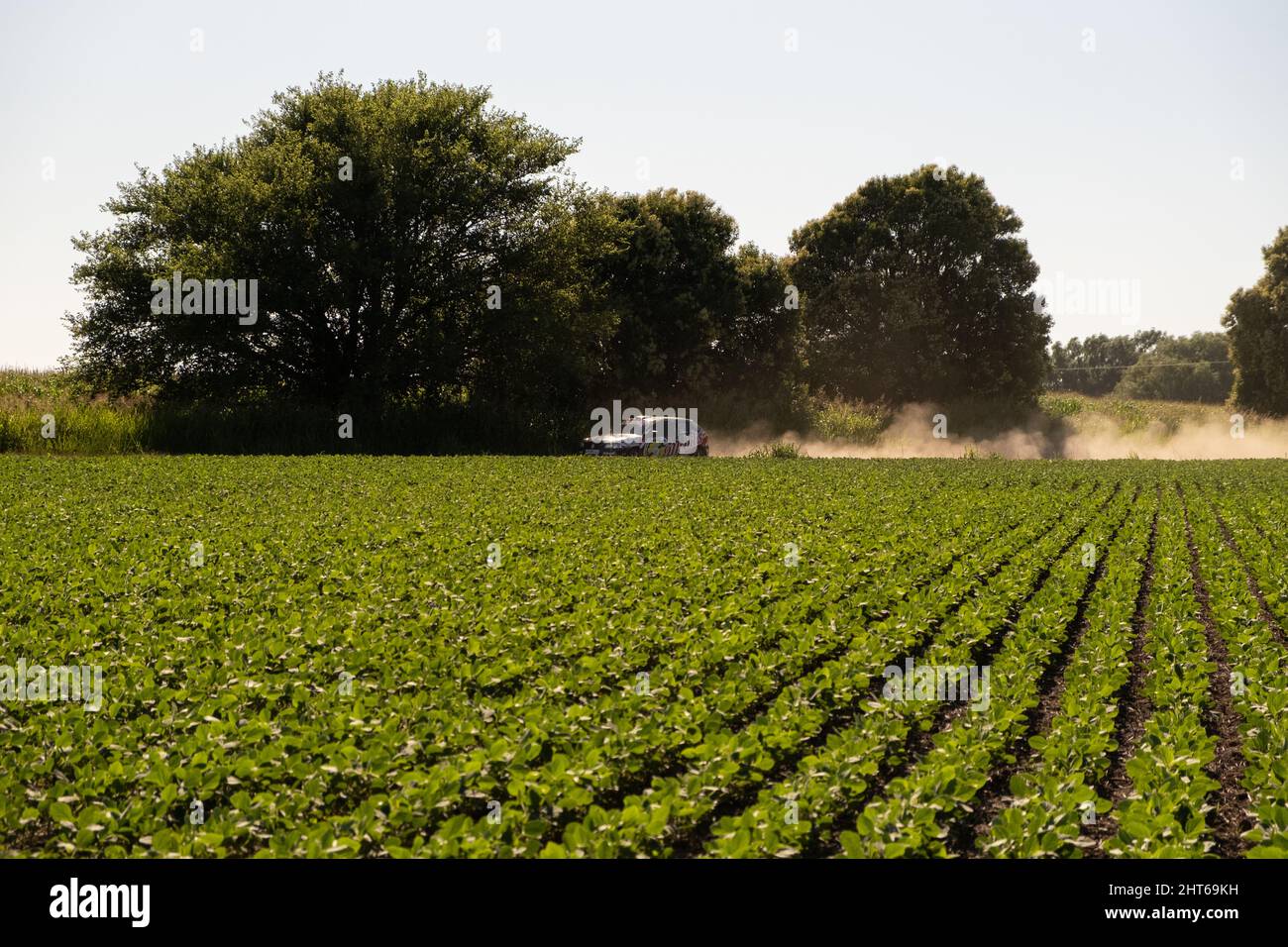 Beautiful view of the soy field, trees and the rally car driving on the ...