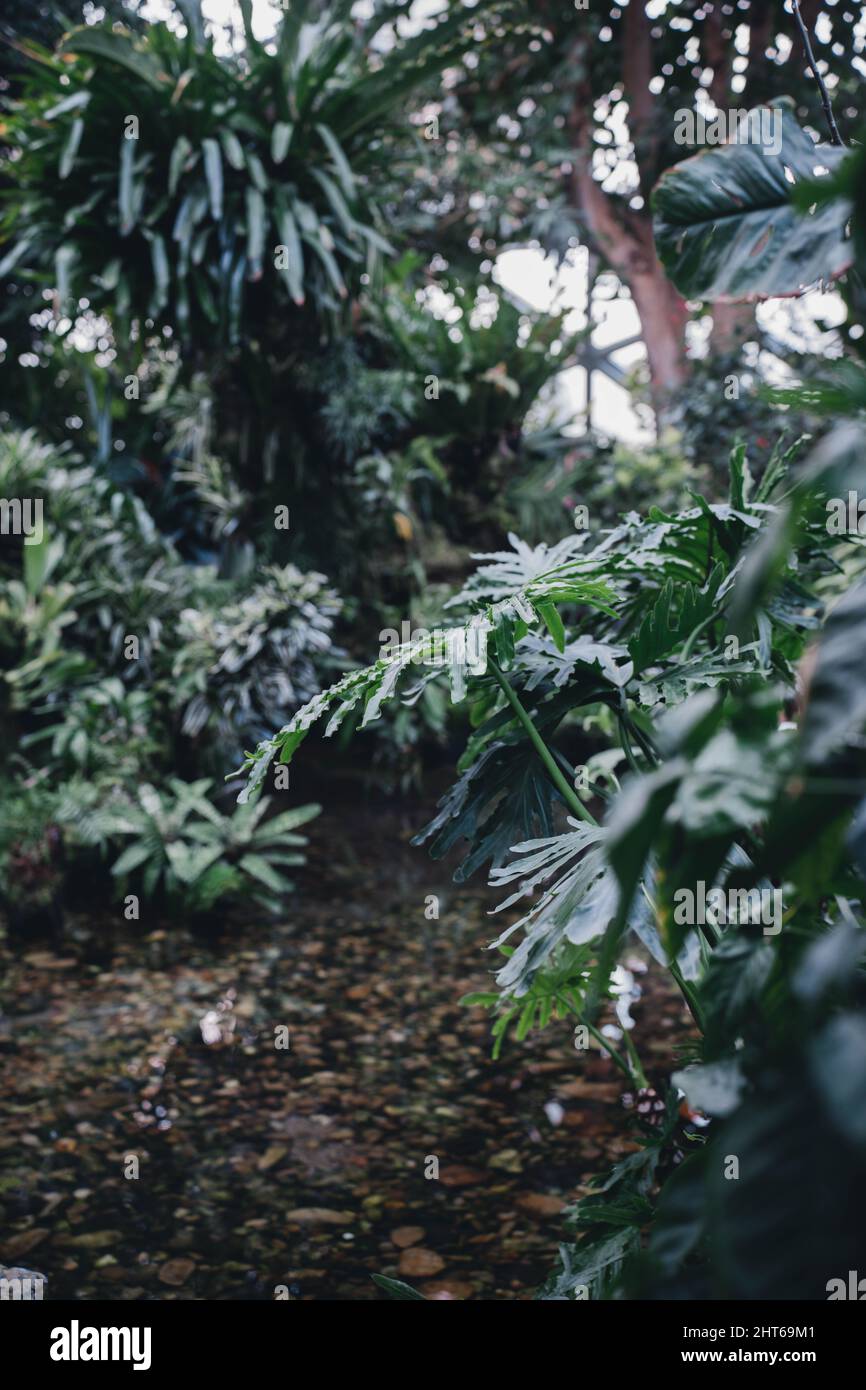 Closeup of beautiful plants growing in a botanical garden Stock Photo ...