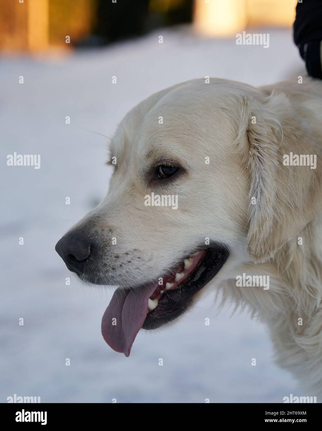 Closeup of a white golden retriever in a snowy garden Stock Photo - Alamy