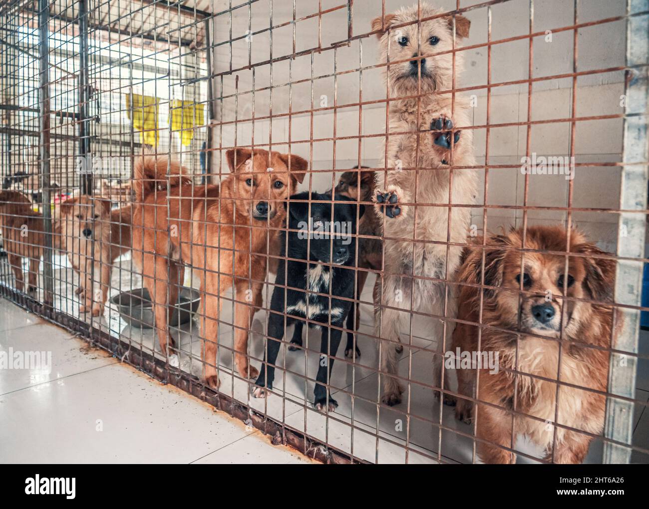 Sad Dogs In Shelters