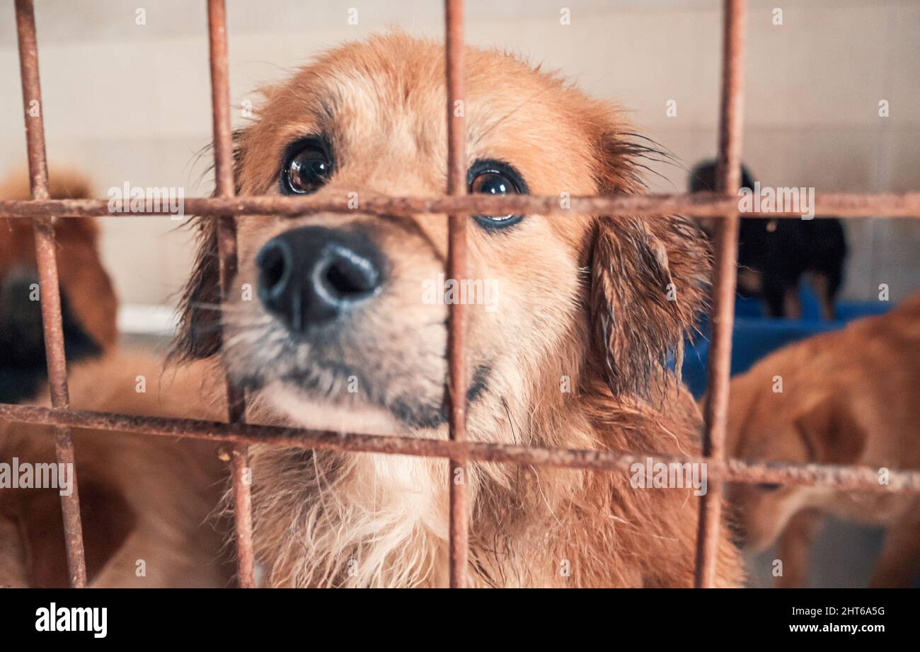 Sad Shelter Animals
