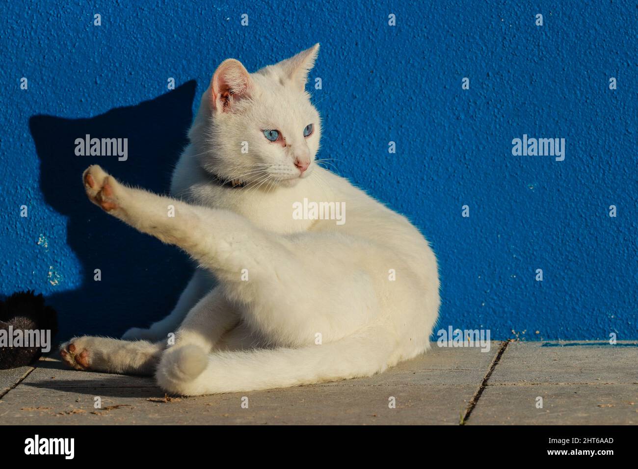 Bristly cat hi-res stock photography and images - Alamy