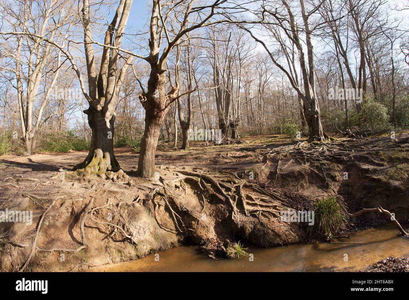 Loughton Brook Epping Forest Essex England UK Stock Photo - Alamy