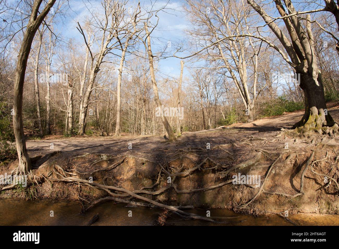 Loughton Brook Epping Forest Essex England UK Stock Photo - Alamy