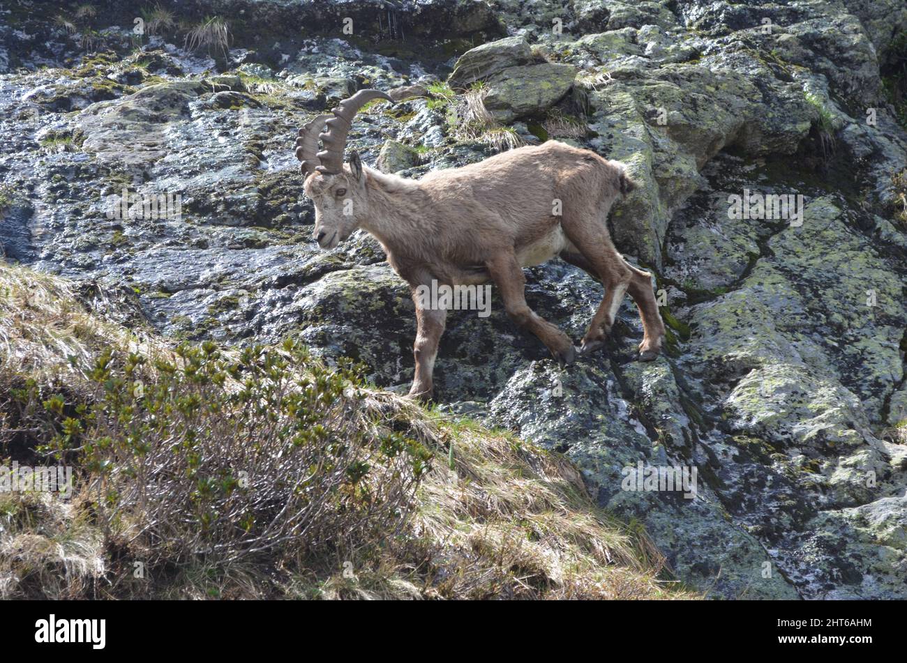 Closeup of a mountain goat on top of a mountain Stock Photo - Alamy