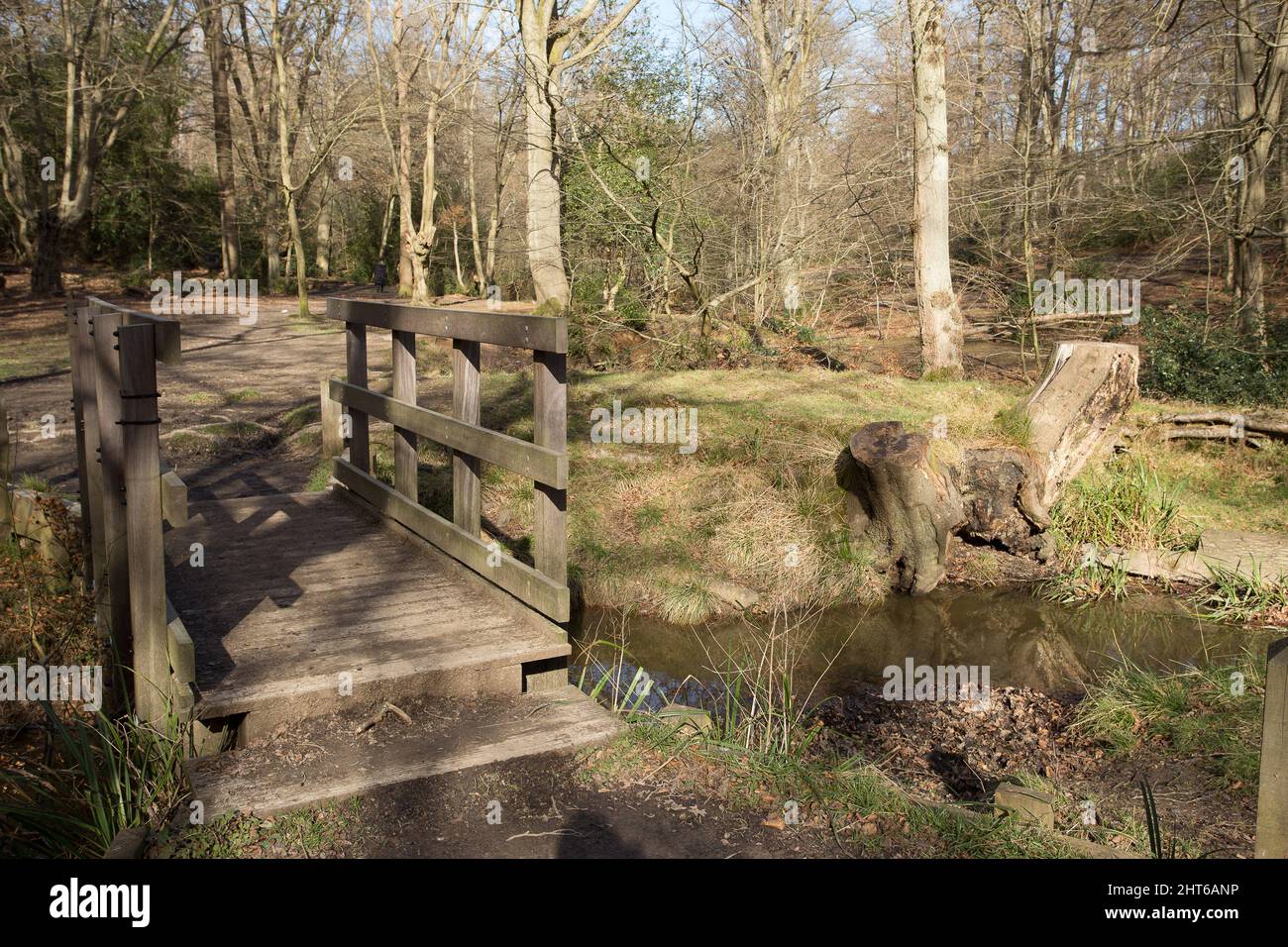 Loughton Brook Epping Forest Essex England UK Stock Photo - Alamy