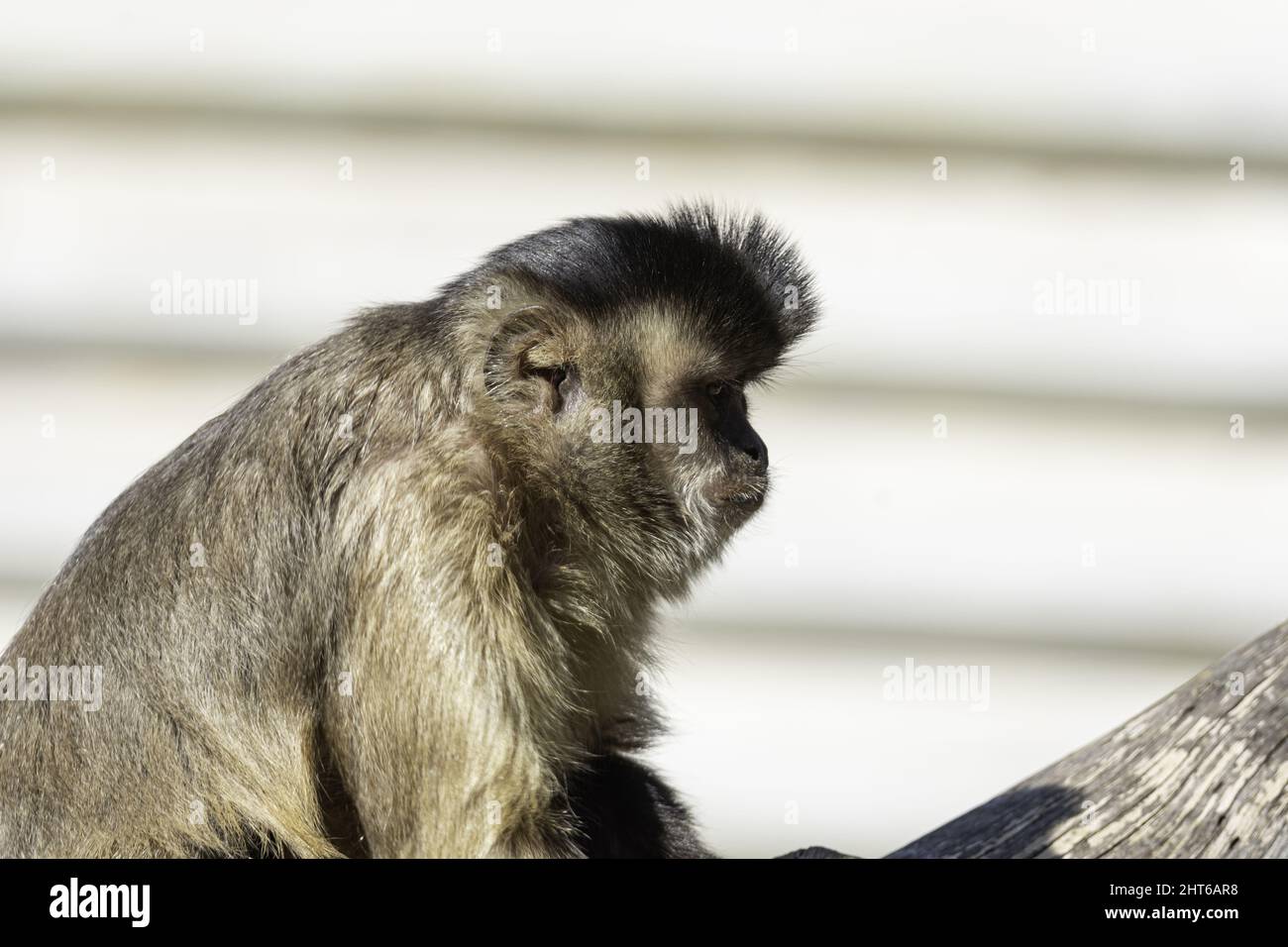 Capuchin monkey in the sun Stock Photo - Alamy
