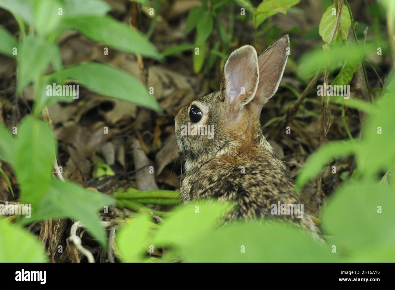 Cottontail Rabbit hiding in a brushy area in a Missouri field Stock ...